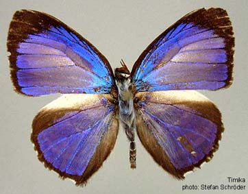 Papua Insects Foundation (Lepidoptera/Lycaenidae/Lycaeninae ...